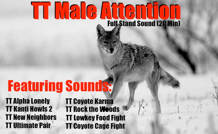 TT Male Attention – Predator University
