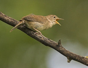 TT Squealing Bird – Predator University