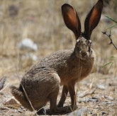 Sound Files – tagged "Sound Files - Rabbits - Jackrabbit" – Predator ...